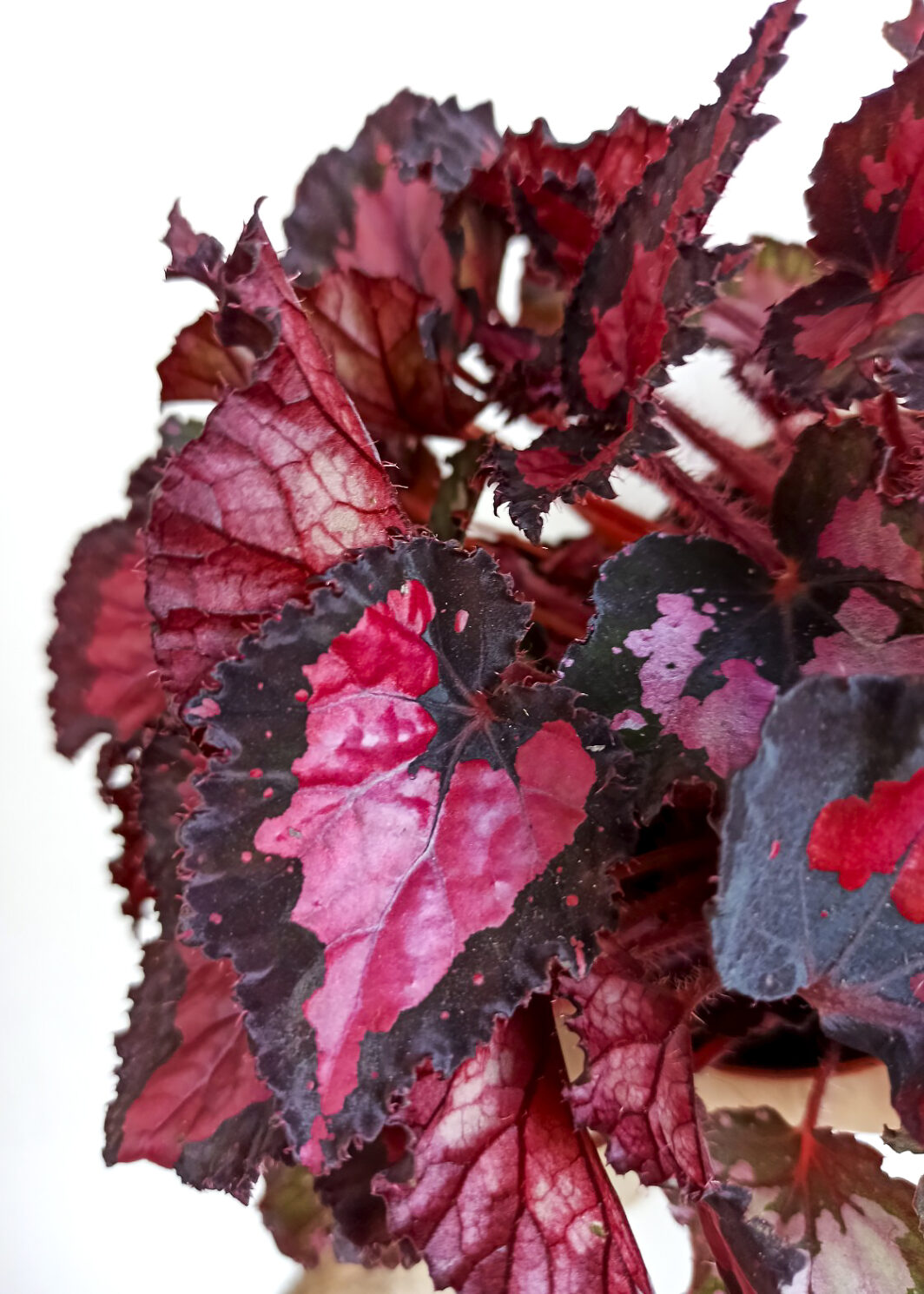 Begonias Rex - BEGONIASYMAS.COM