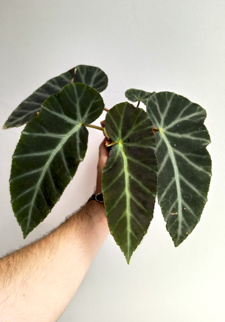 Tienda Online de Begonias y Orquídeas - BEGONIASYMAS.COM