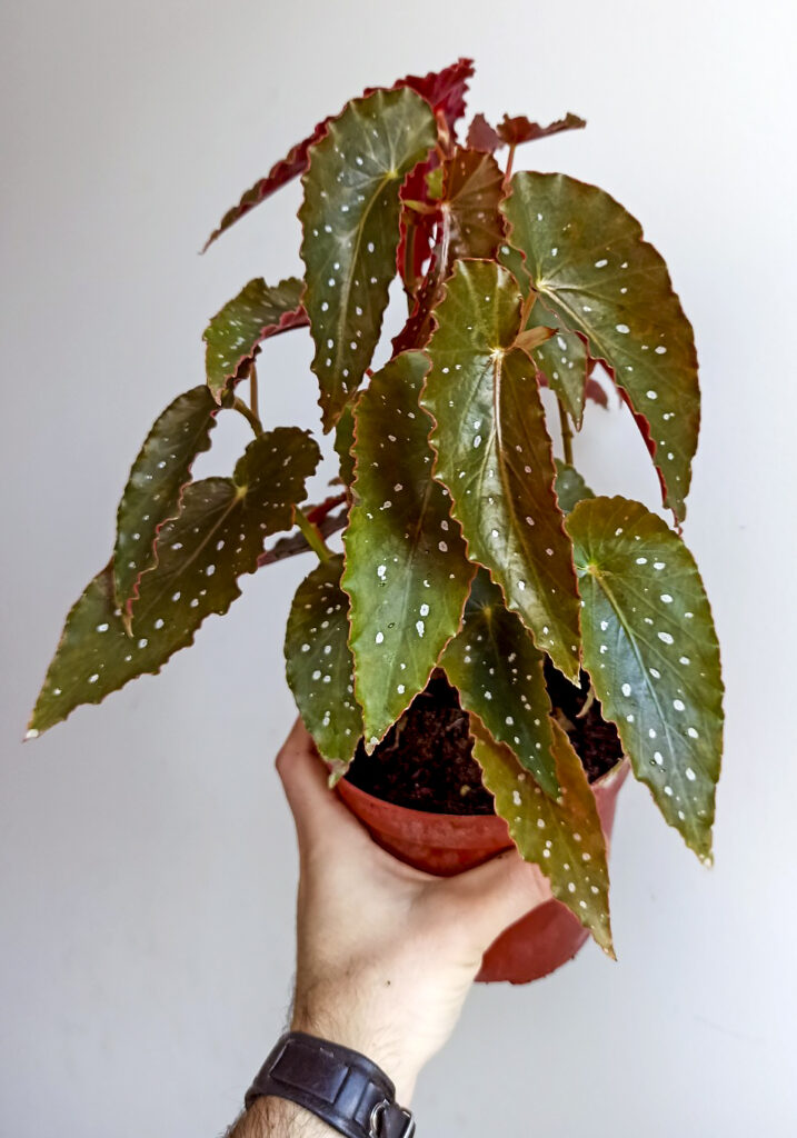 Tienda - BEGONIASYMAS.COM