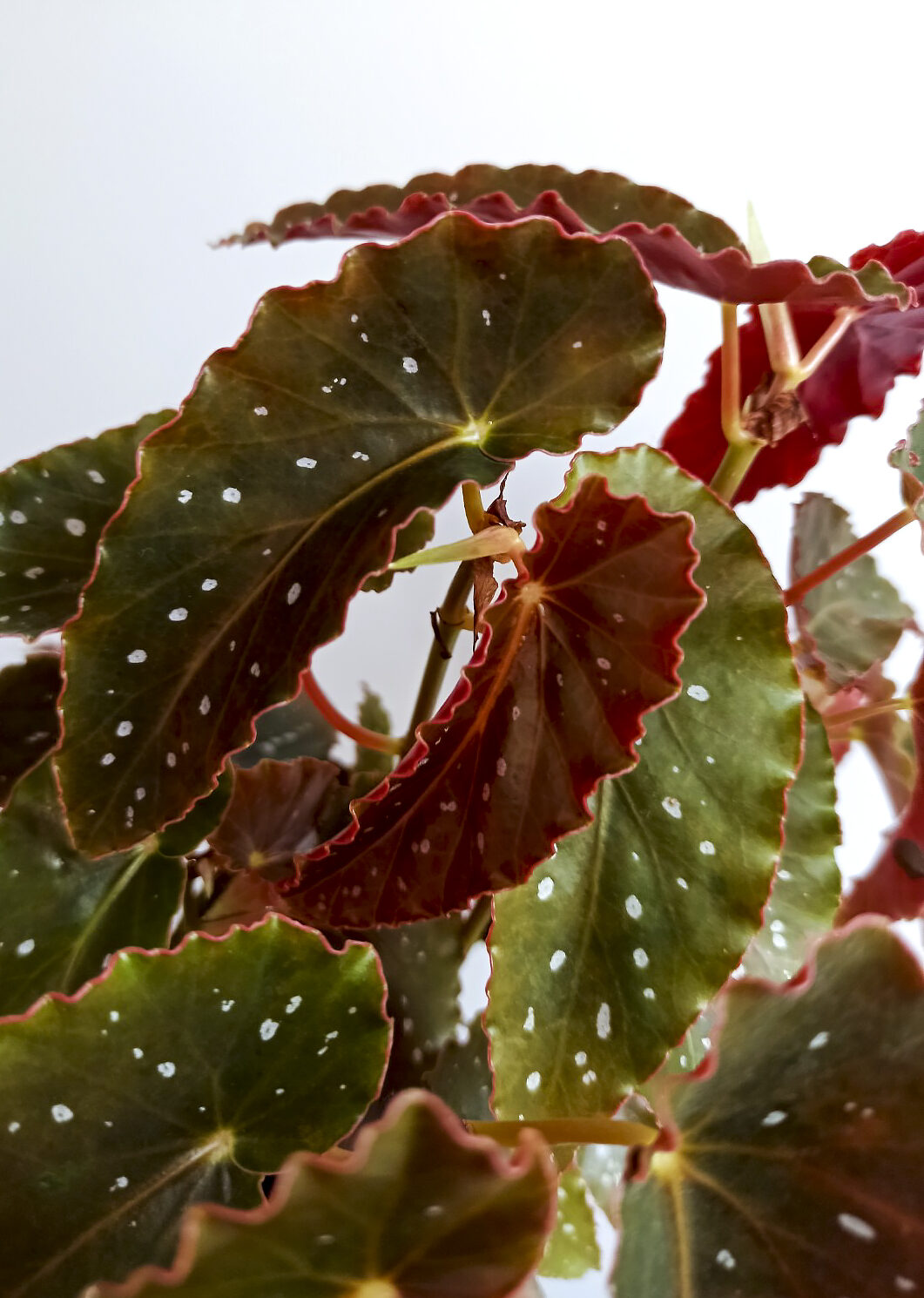 Tienda Online de Begonias y Orquídeas - BEGONIASYMAS.COM