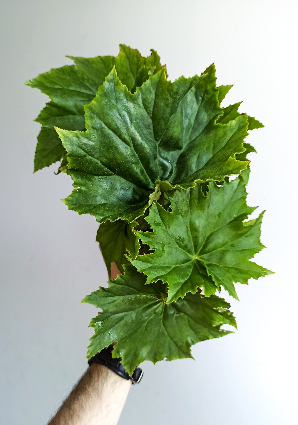 Tienda Online de Begonias y Orquídeas - BEGONIASYMAS.COM