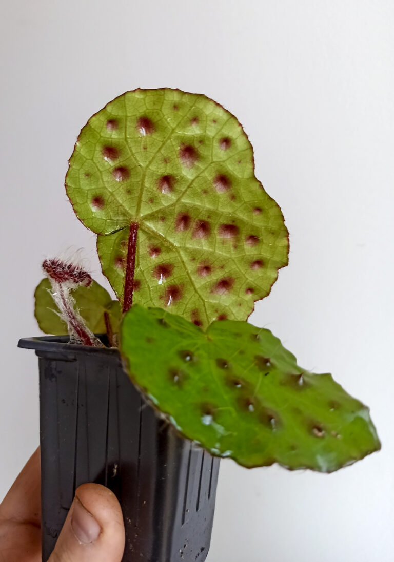 Begonias Premium - BEGONIASYMAS.COM