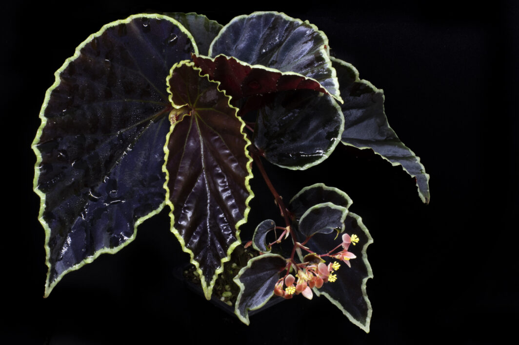 Main diseases and pests of begonias - BEGONIASYMAS.COM