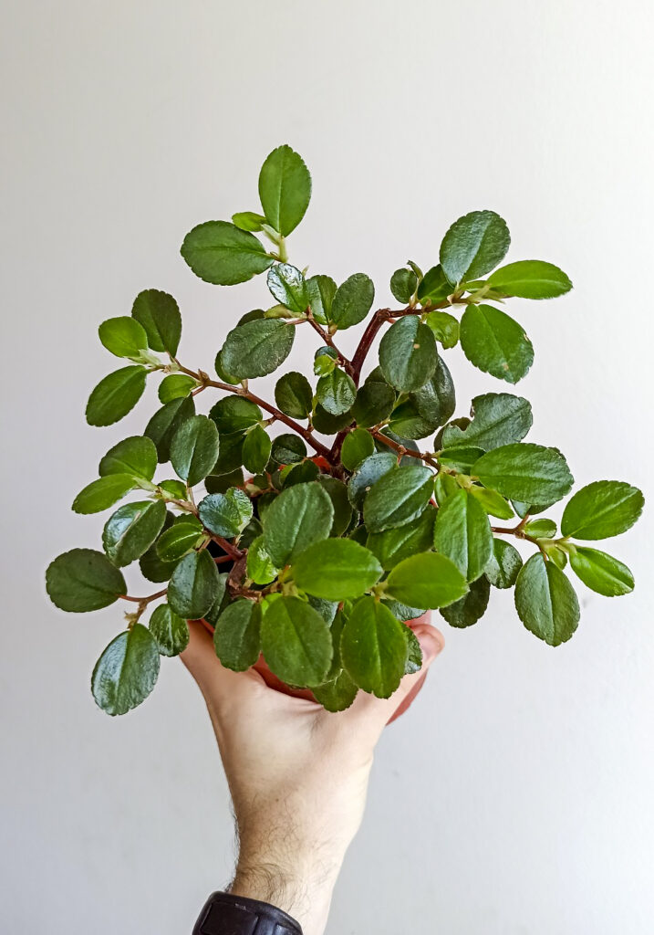 Begonia foliosa (forma redonda) - BEGONIASYMAS.COM