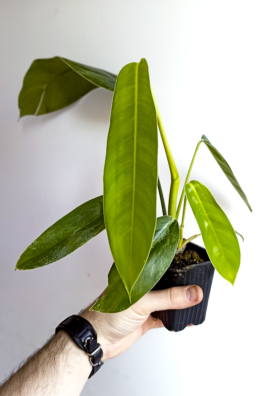 Tienda Online de Begonias y Orquídeas - BEGONIASYMAS.COM