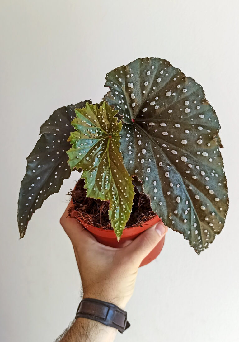 Begonia Little Miss Mummy - BEGONIASYMAS.COM
