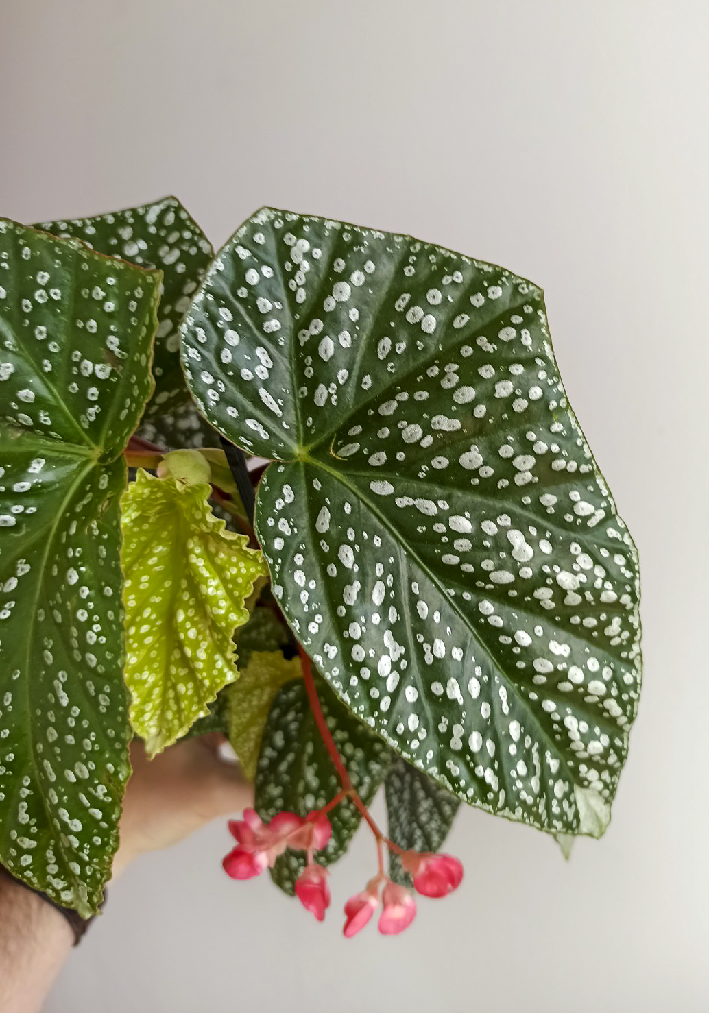 Begonia Snowcap - BEGONIASYMAS.COM