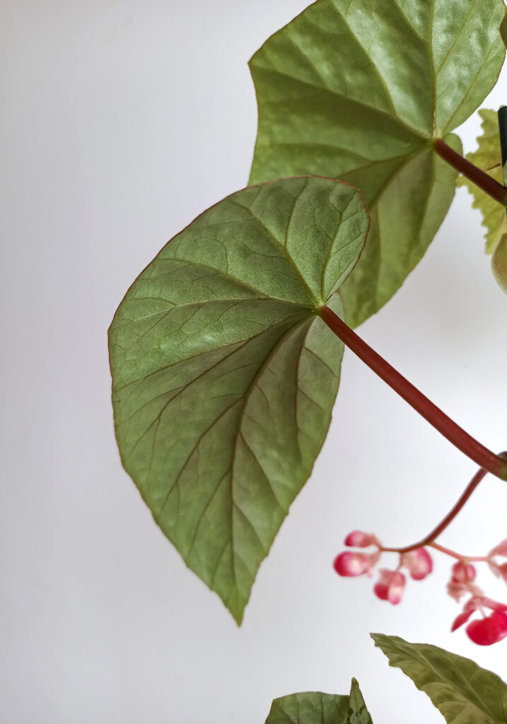 Begonia Snowcap - BEGONIASYMAS.COM