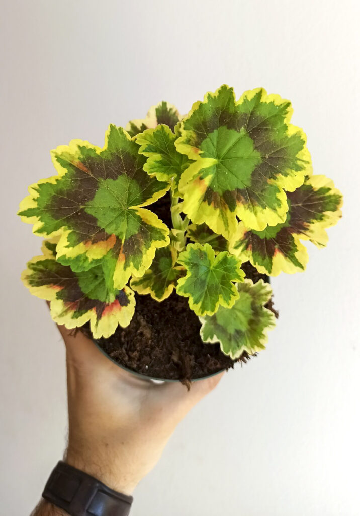 Tienda Online de Plantas Tropicales y Begonias - BEGONIASYMAS.COM