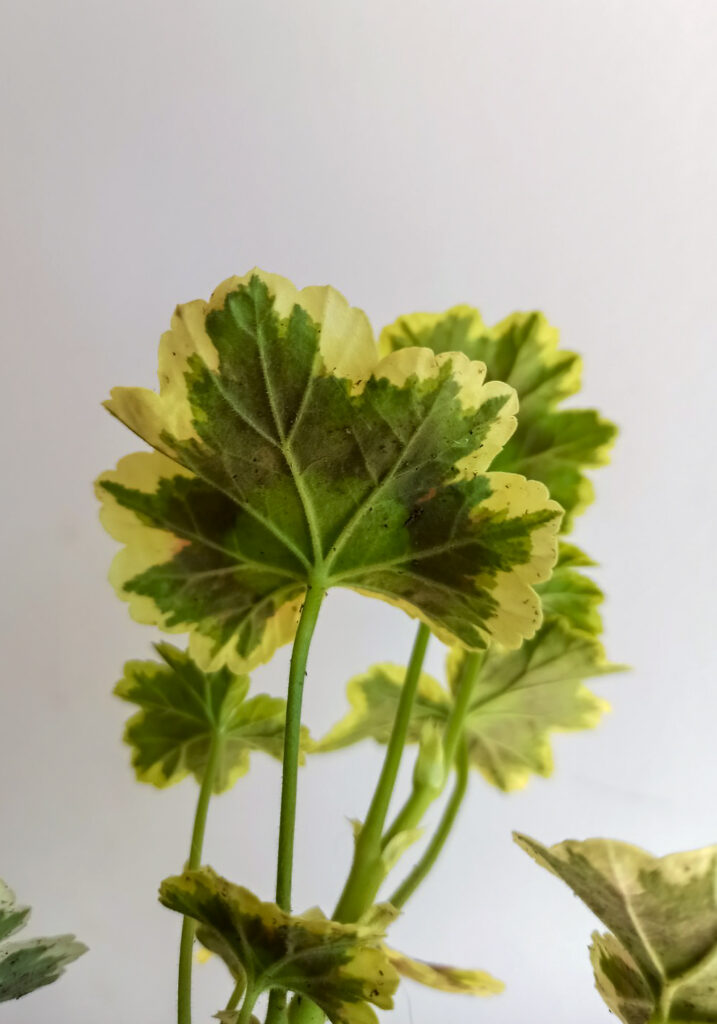 Tienda Online de Plantas Tropicales y Begonias - BEGONIASYMAS.COM