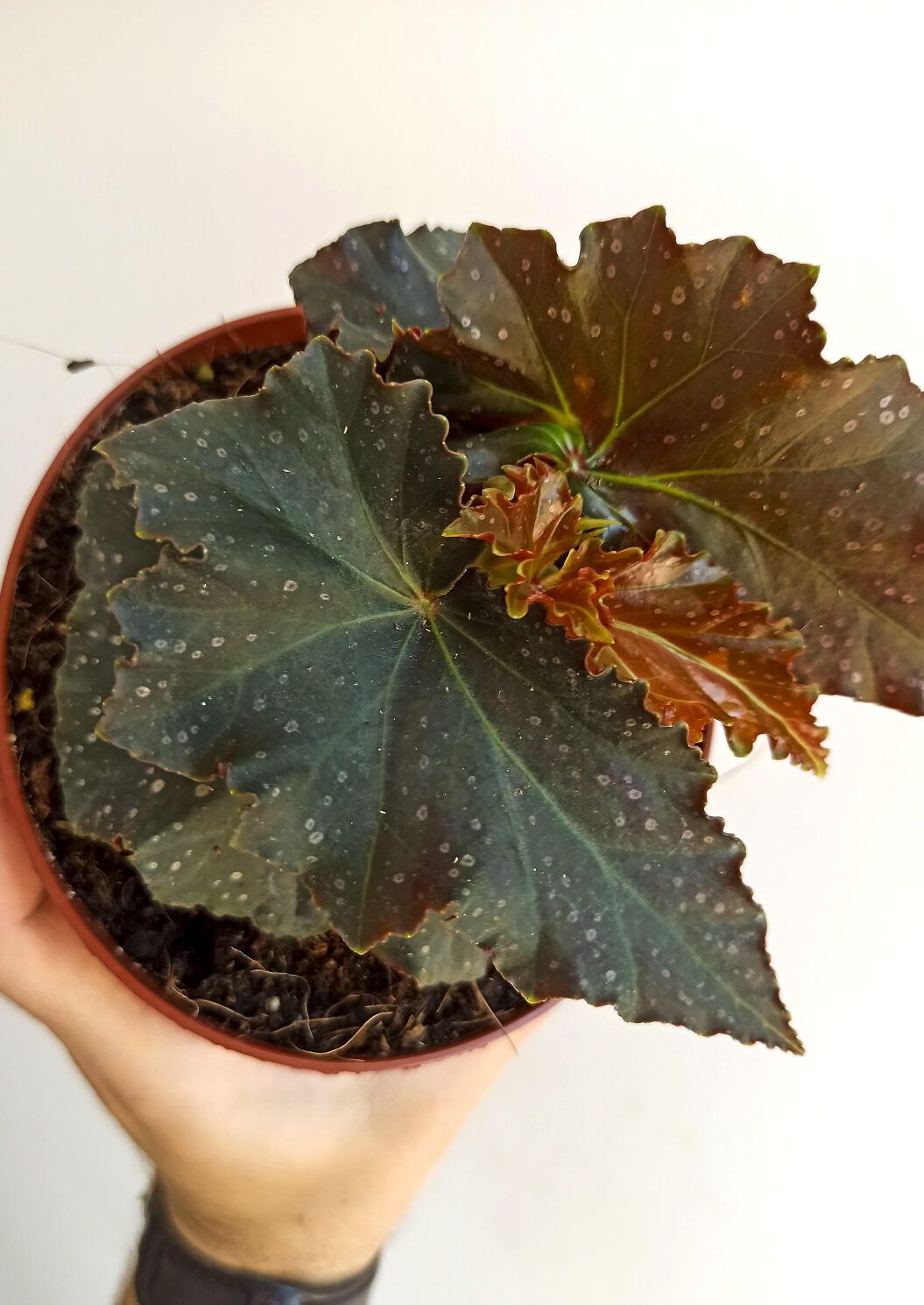 Begonias rústicas - BEGONIASYMAS.COM