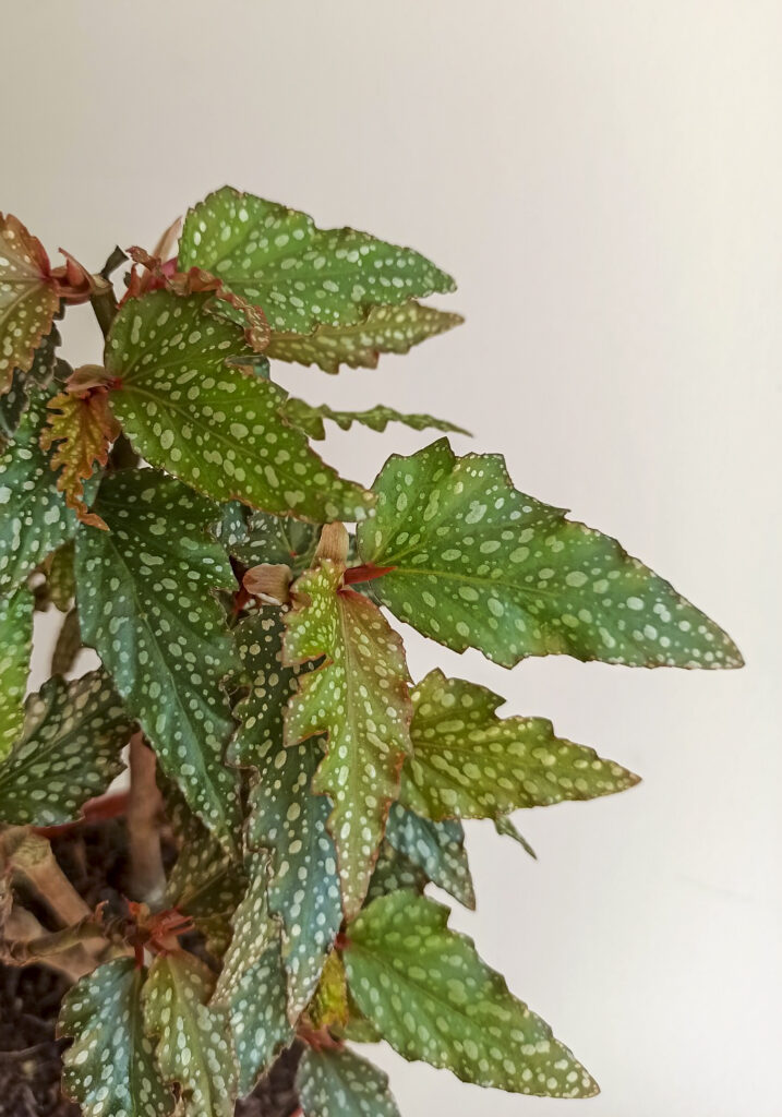 Terrariums - BEGONIASYMAS.COM