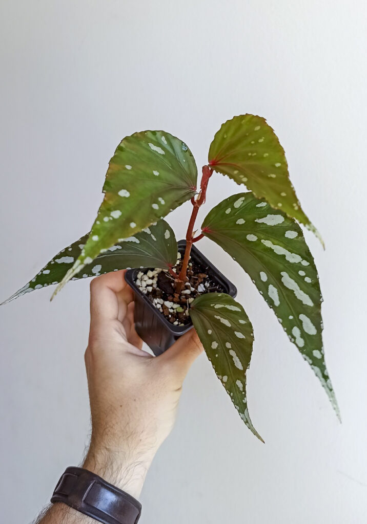 Premium Begonias - BEGONIASYMAS.COM