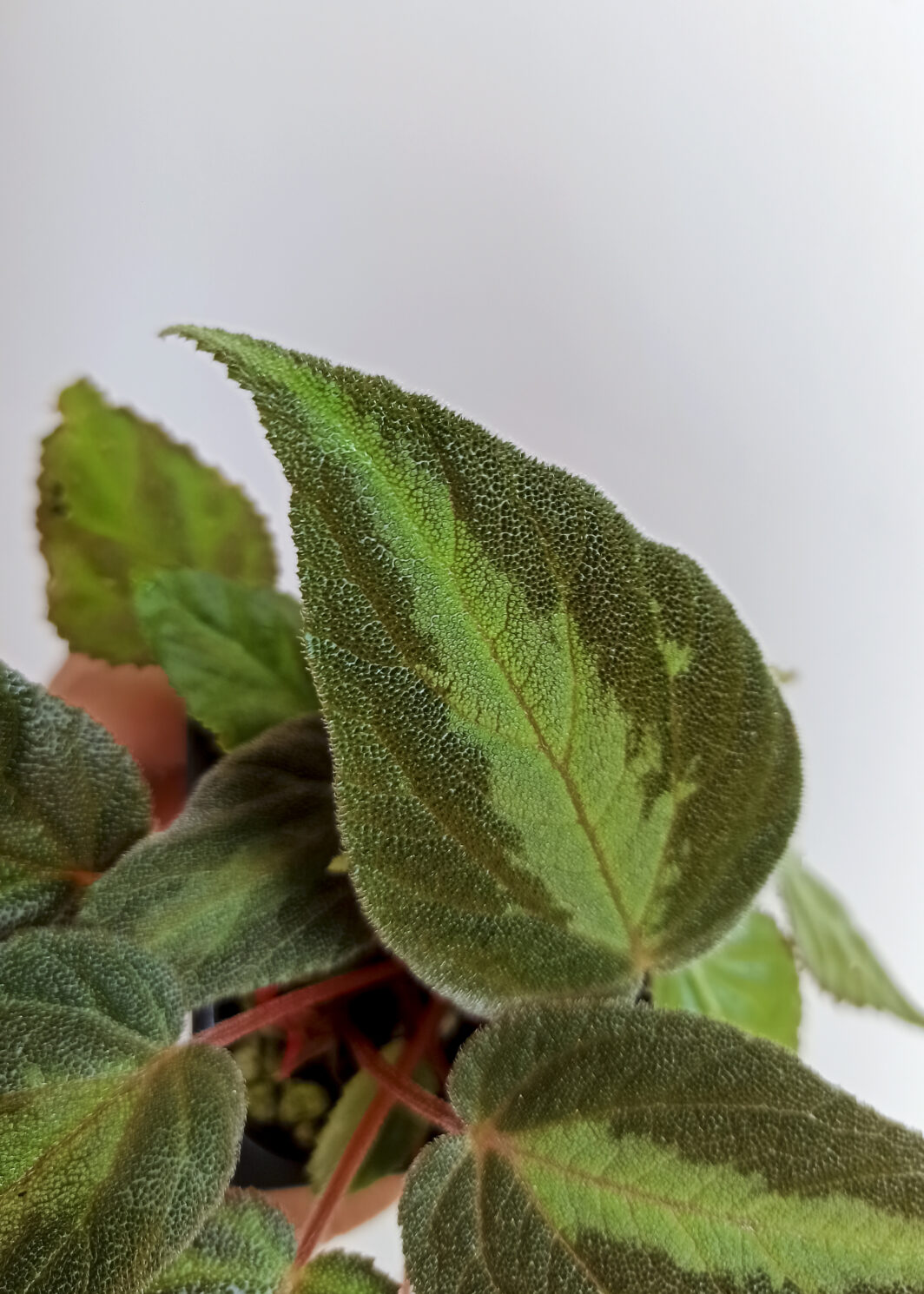 Begonias Premium - BEGONIASYMAS.COM