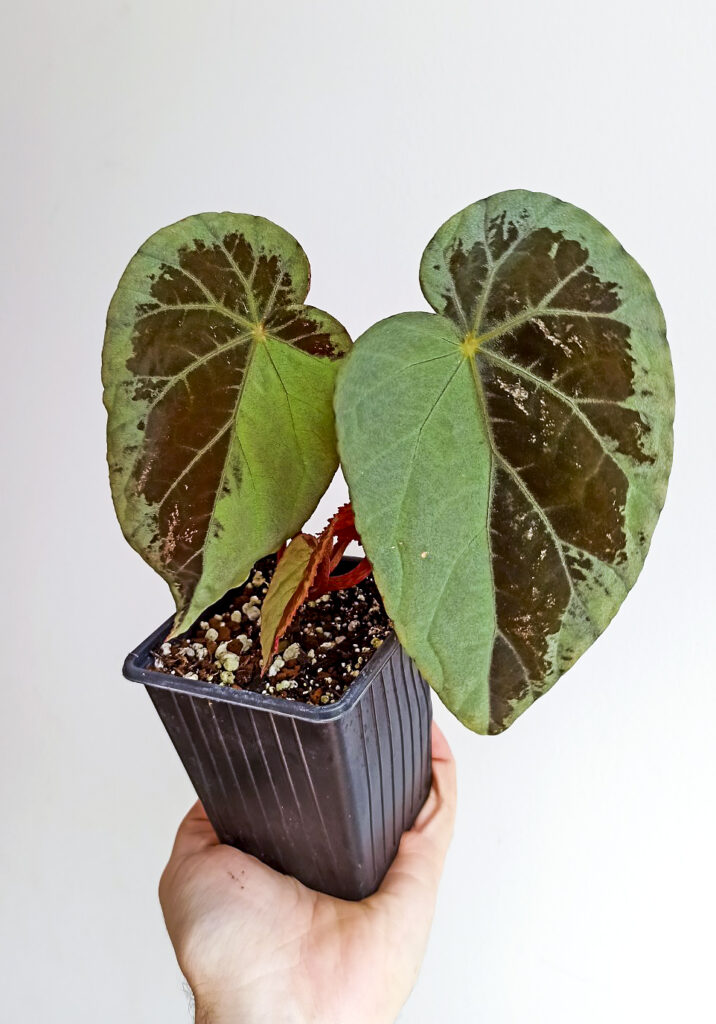 Begonia burkillii - BEGONIASYMAS.COM