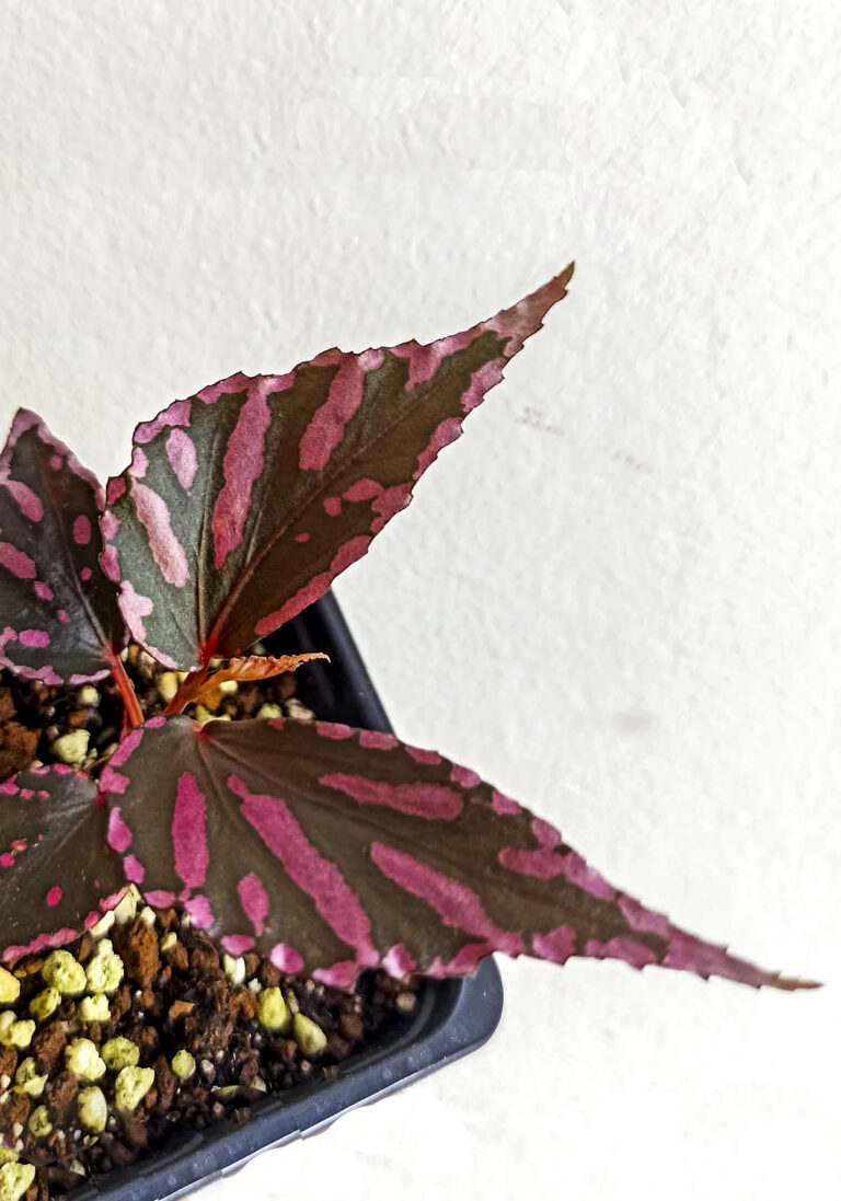 Begonia julau - BEGONIASYMAS.COM