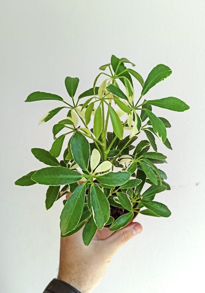 Schefflera arboricola variegata - BEGONIASYMAS.COM