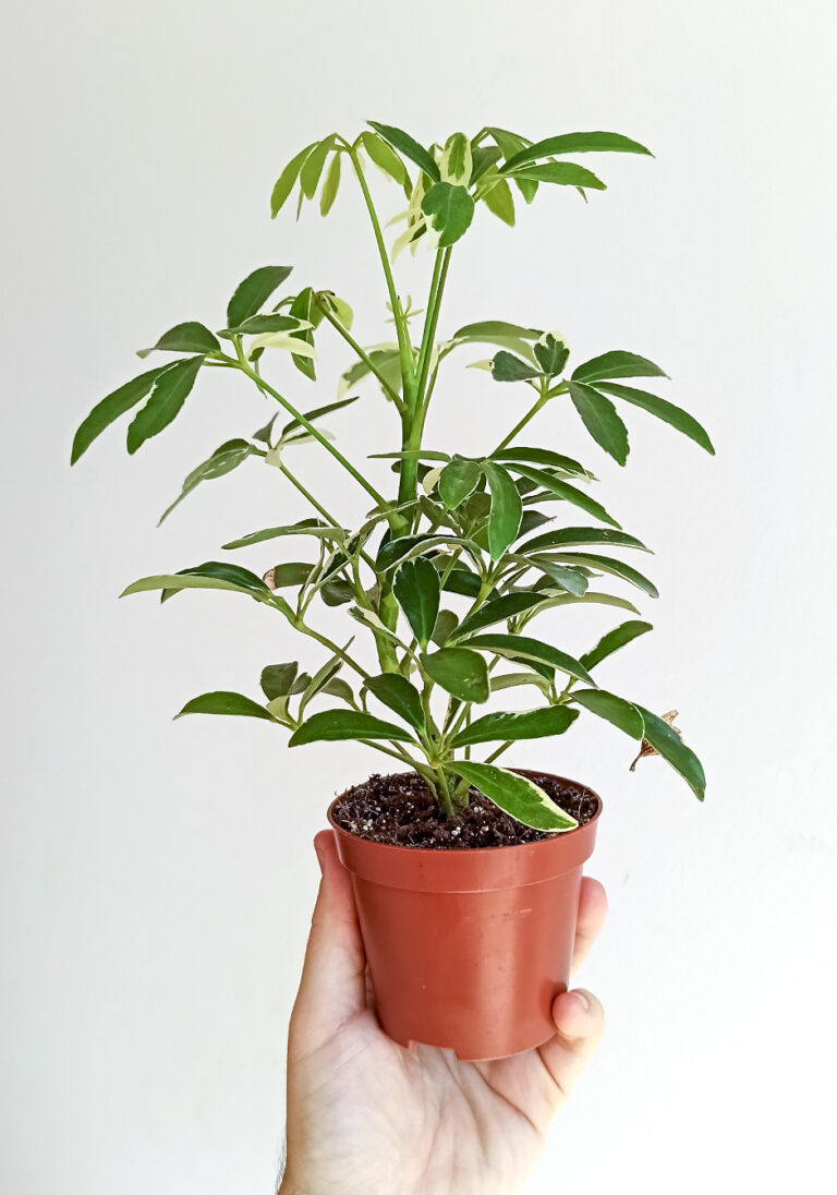 Schefflera arboricola variegata - BEGONIASYMAS.COM