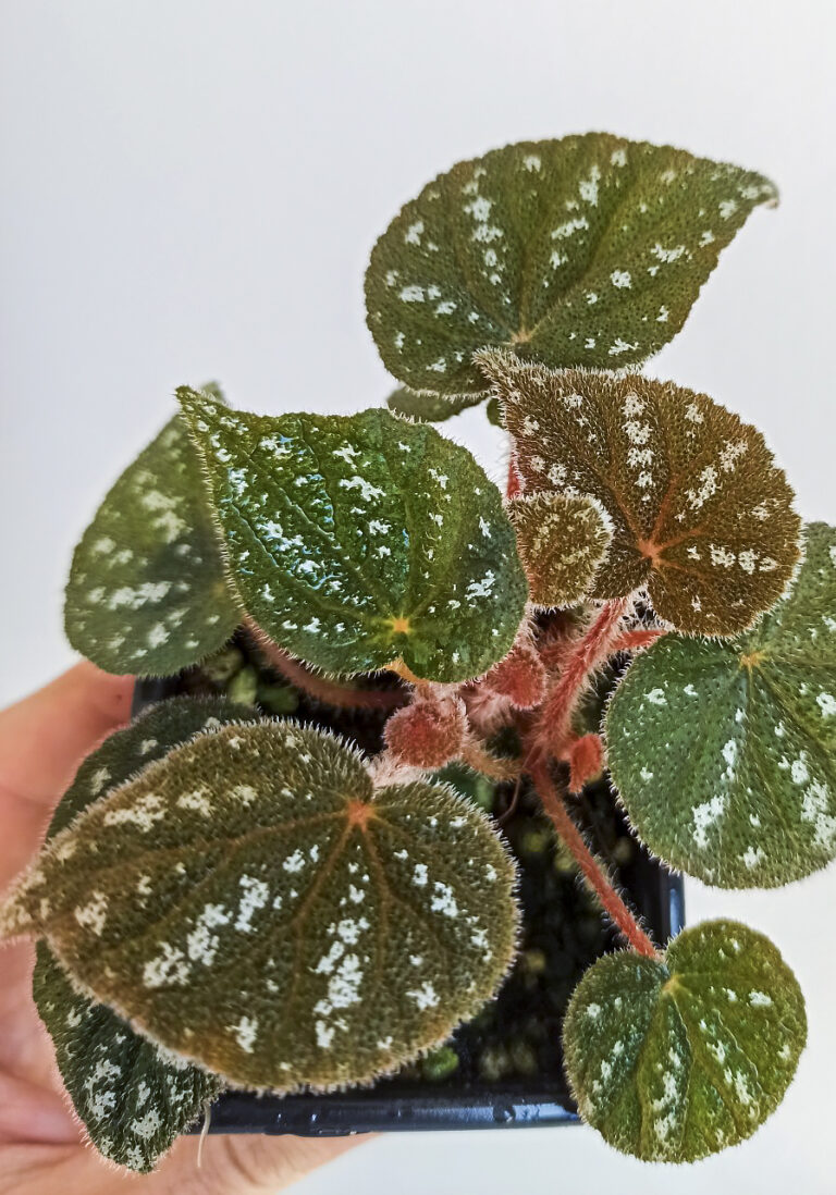 Premium Begonias - BEGONIASYMAS.COM