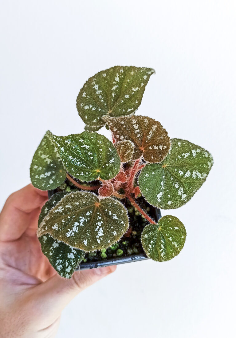 Premium Begonias - BEGONIASYMAS.COM