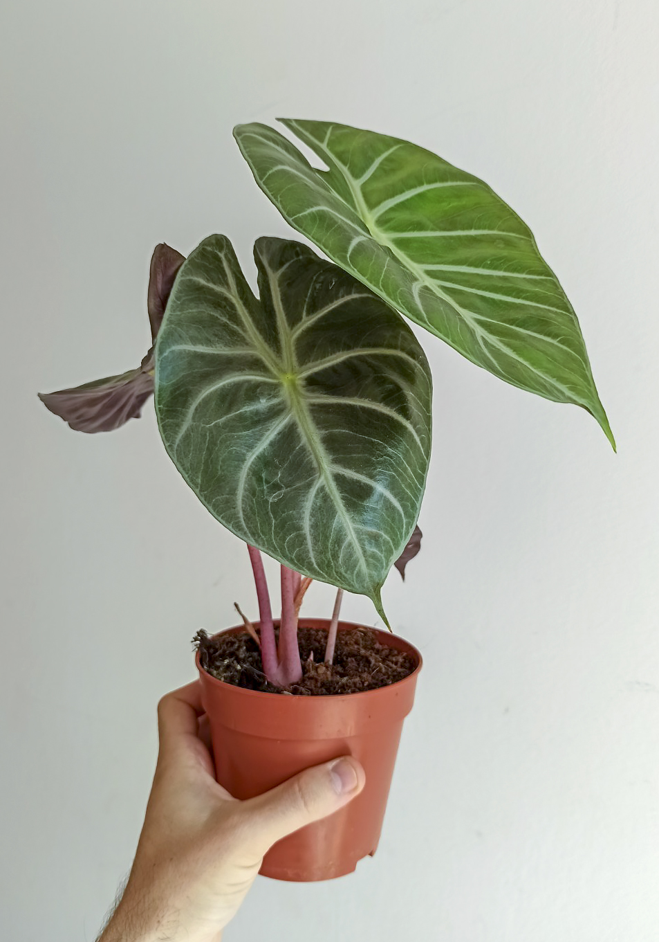 Terrariums - BEGONIASYMAS.COM