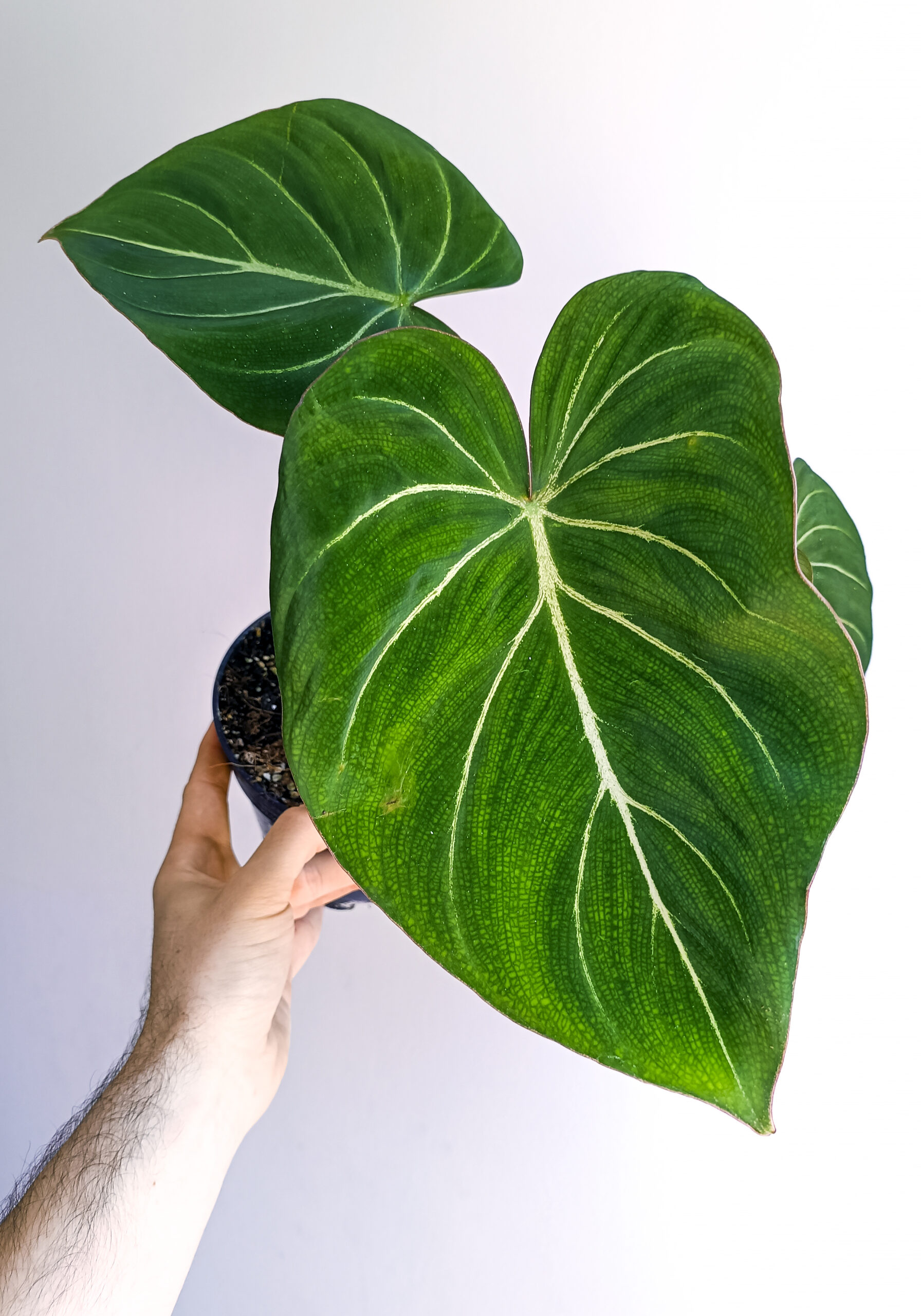 Philodendron gloriosum L - BEGONIASYMAS.COM