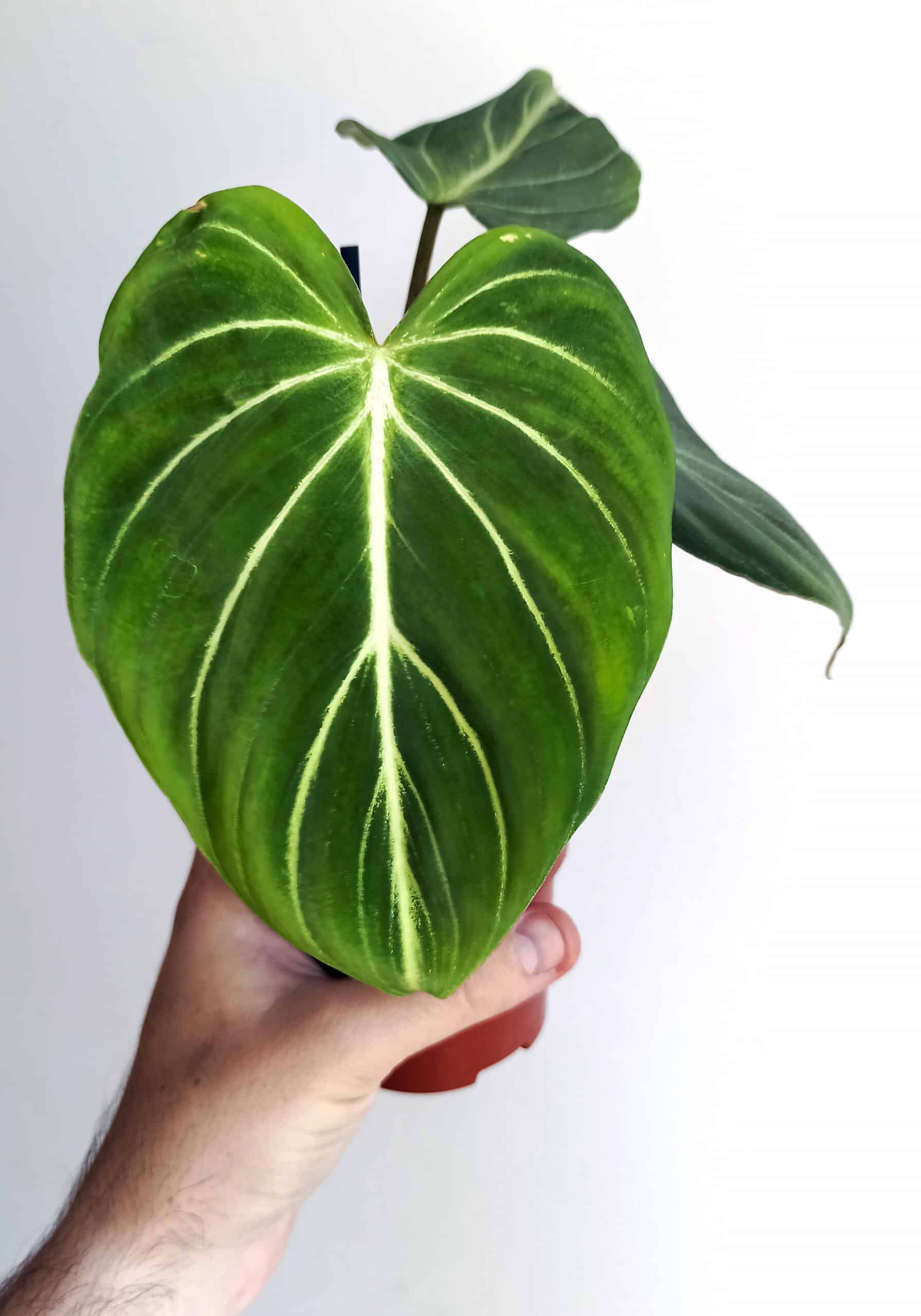 Philodendron gloriosum - BEGONIASYMAS.COM