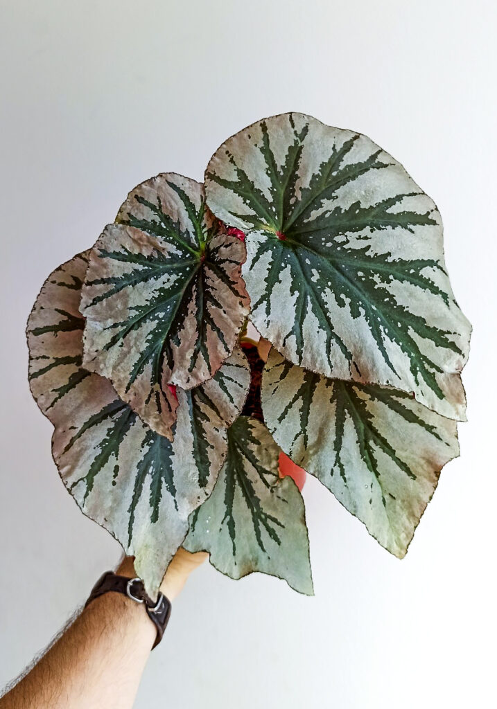 Begonia looking glass - BEGONIASYMAS.COM