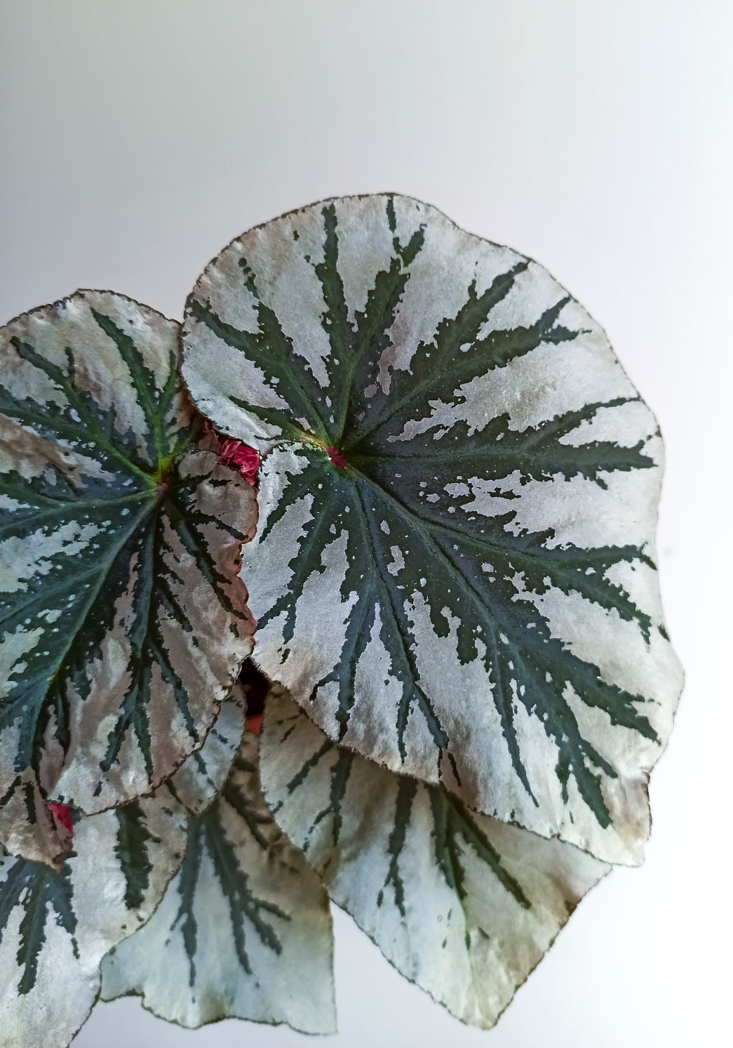 Begonia looking glass - BEGONIASYMAS.COM