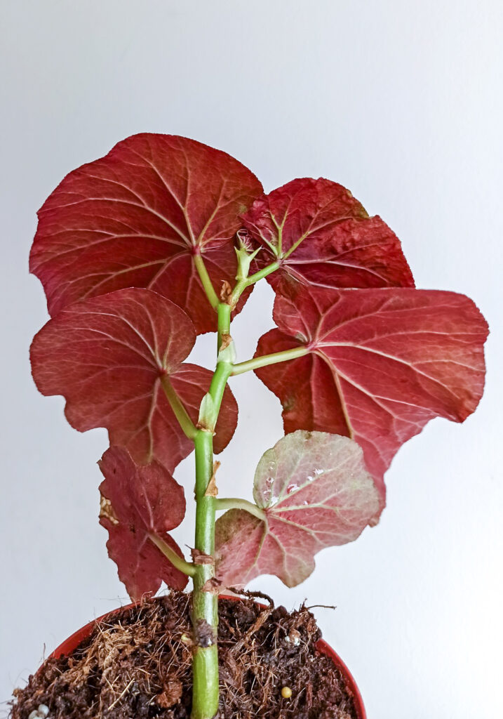 Begonia looking glass - BEGONIASYMAS.COM