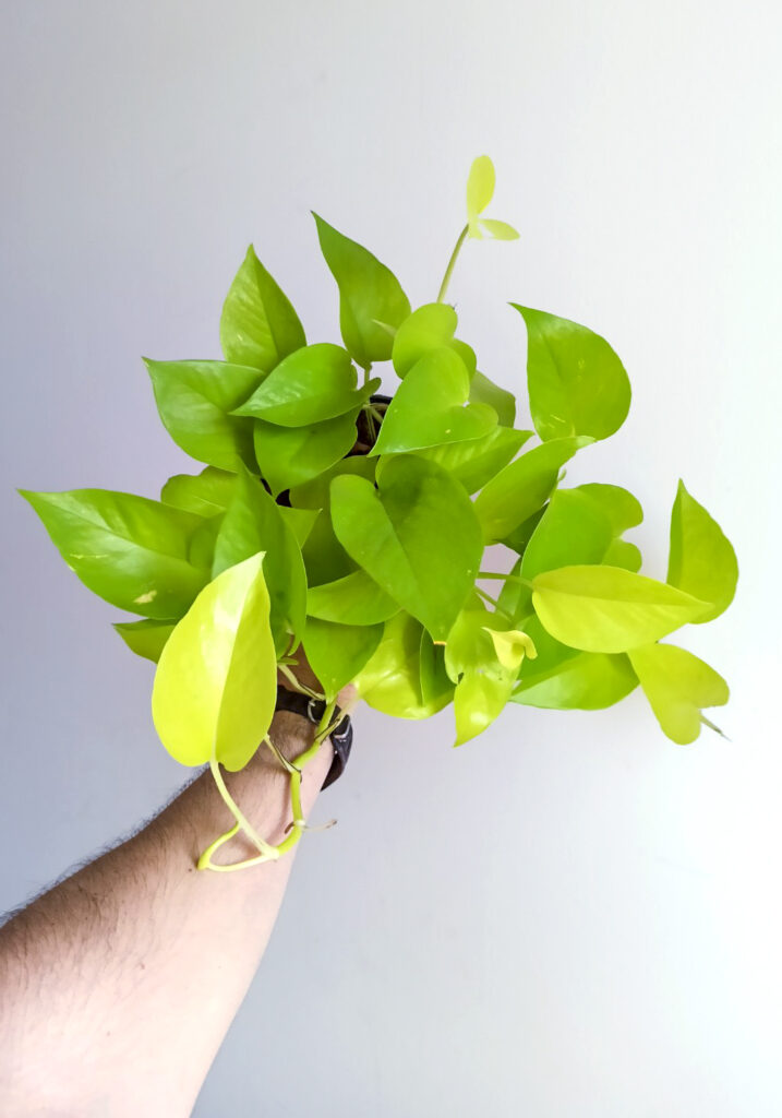 Philodendron neon - BEGONIASYMAS.COM