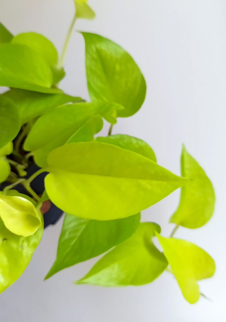 Philodendron neon - BEGONIASYMAS.COM