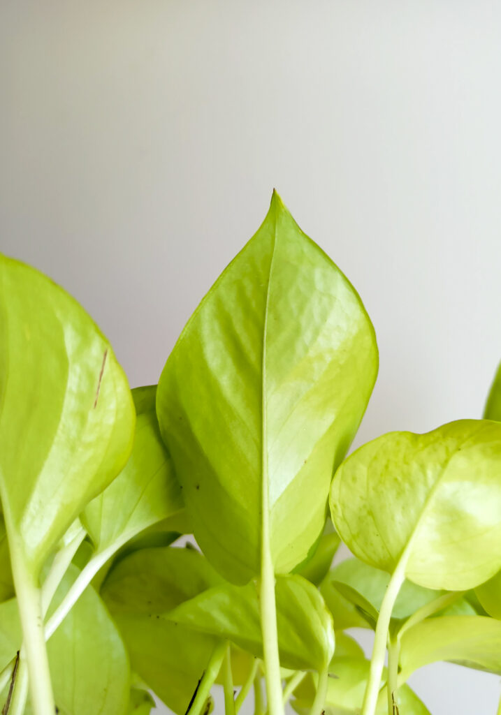 Philodendron neon - BEGONIASYMAS.COM