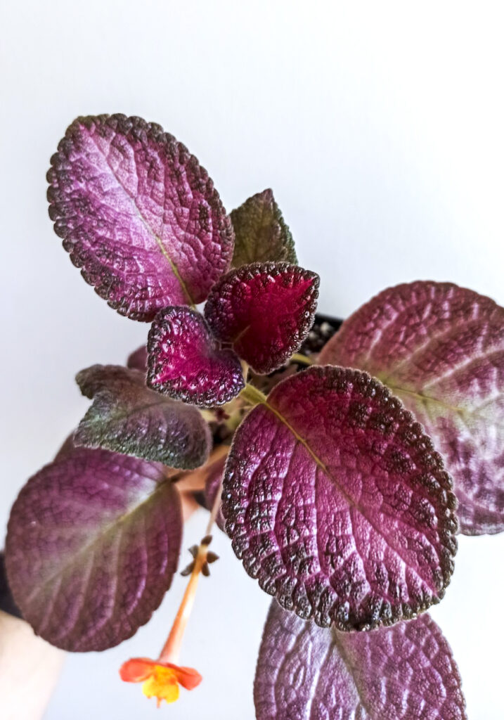 Episcia strawberry mist - BEGONIASYMAS.COM