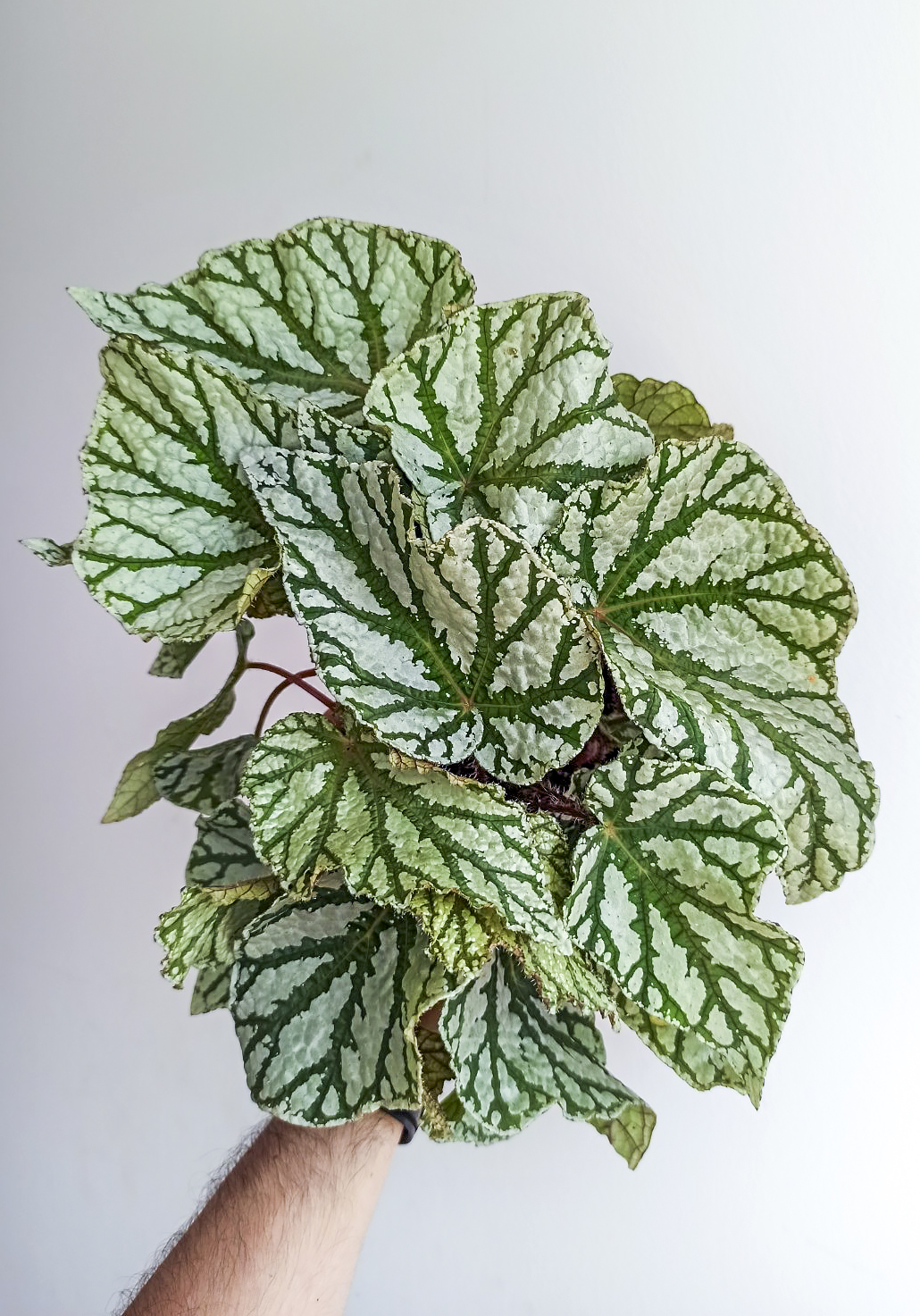 Rex Begonias - BEGONIASYMAS.COM