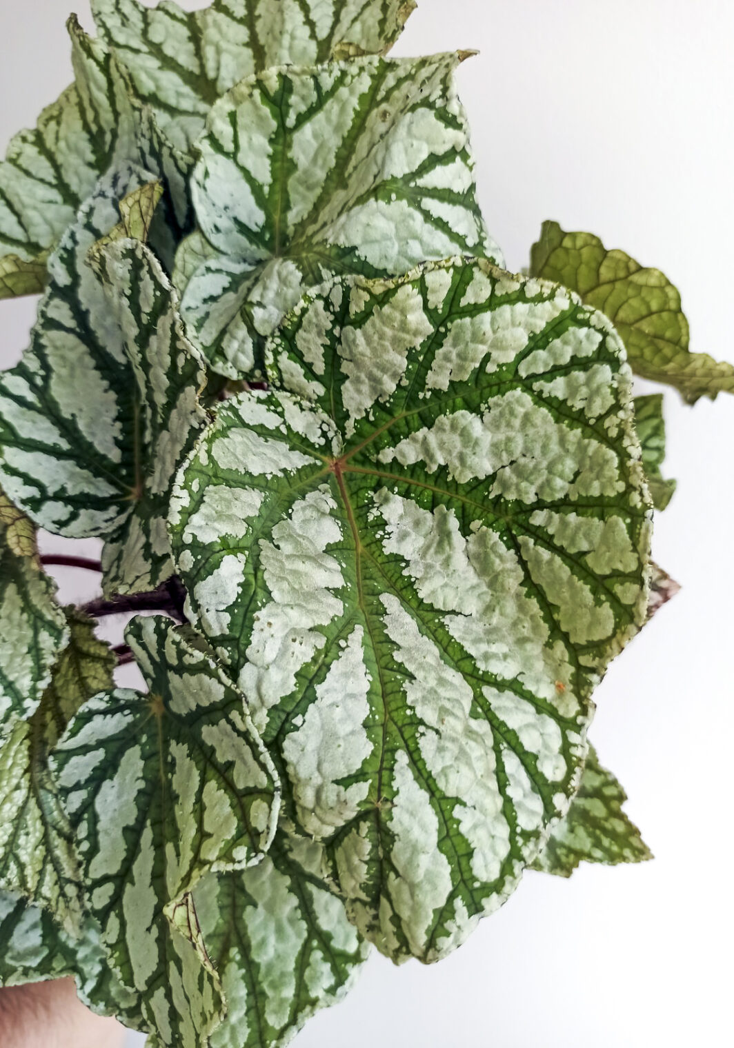 Begonias Rex - BEGONIASYMAS.COM