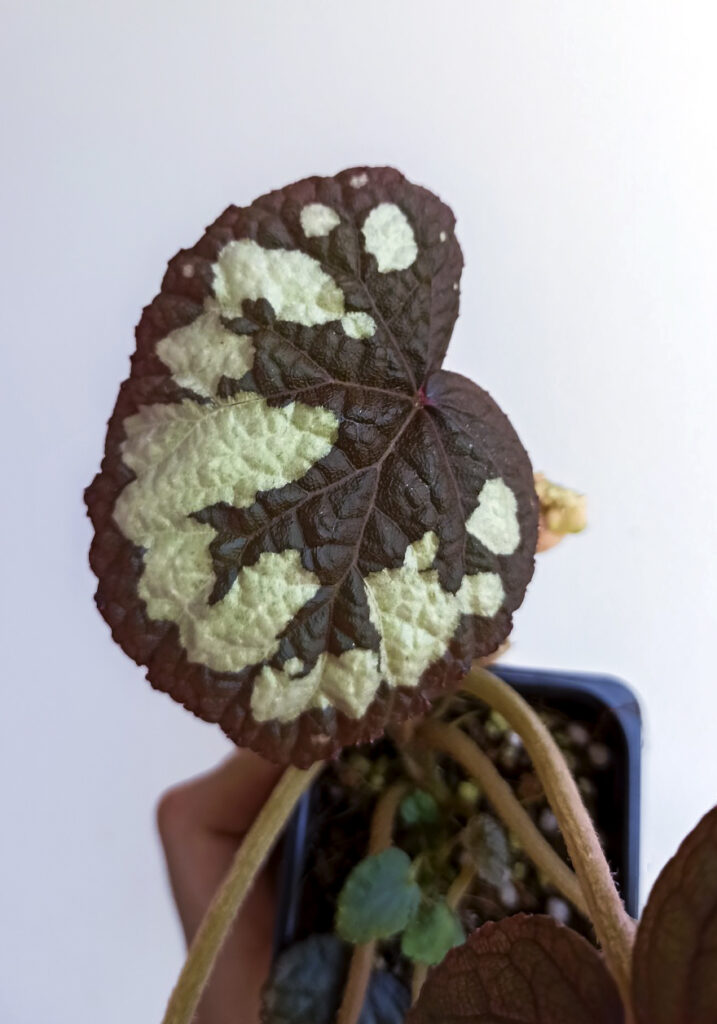 Premium Begonias - BEGONIASYMAS.COM