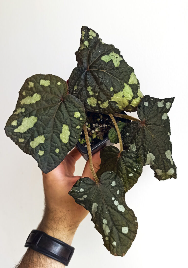 Begonias Premium - BEGONIASYMAS.COM