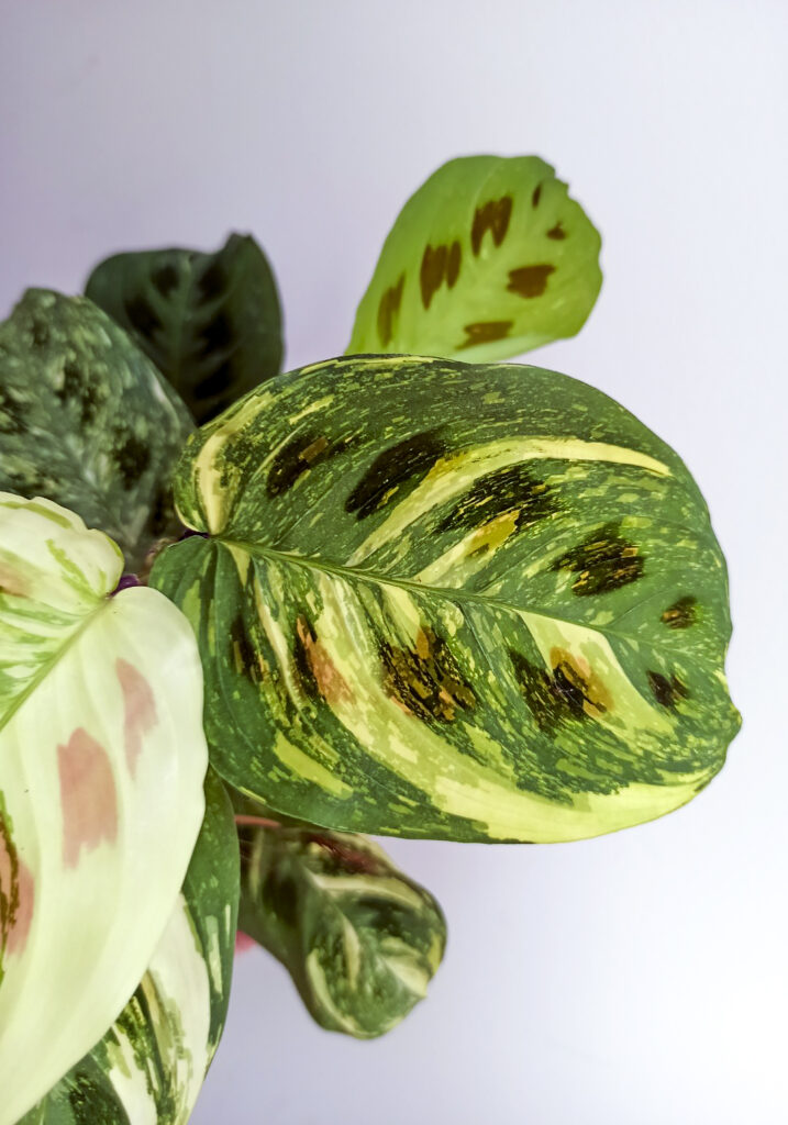 Maranta kerchoveana variegata - BEGONIASYMAS.COM