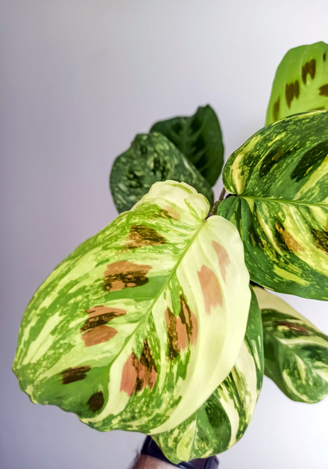 Maranta kerchoveana variegata - BEGONIASYMAS.COM