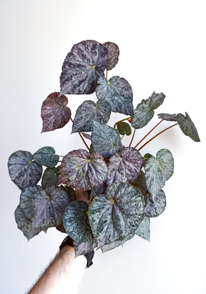 Premium Begonias - BEGONIASYMAS.COM