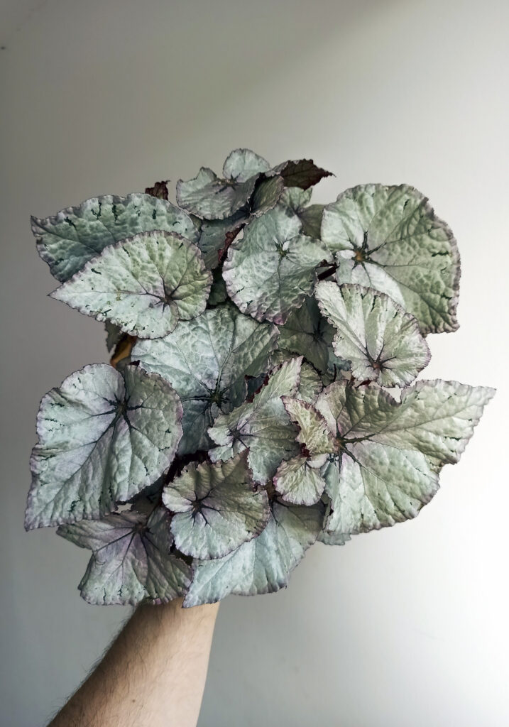 Begonia Silver Dollar - BEGONIASYMAS.COM