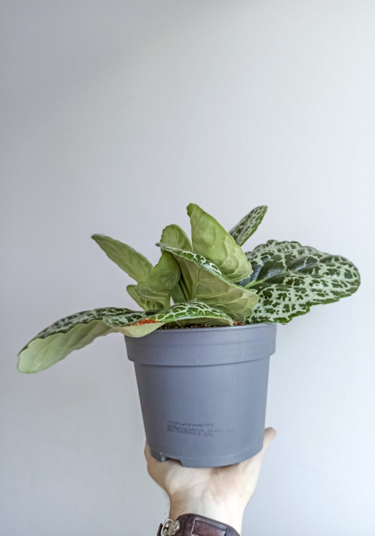 Streptocarpus Pretty Turtle - BEGONIASYMAS.COM