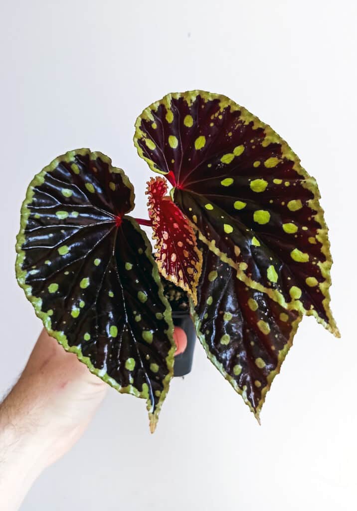 Premium Begonias - BEGONIASYMAS.COM