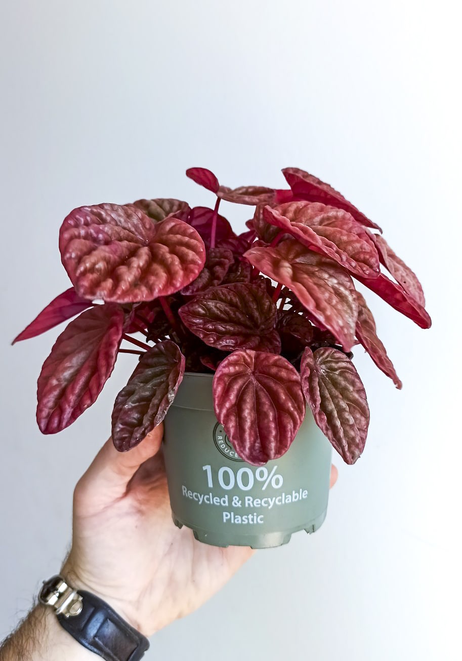 Peperomia caperata Quito - BEGONIASYMAS.COM