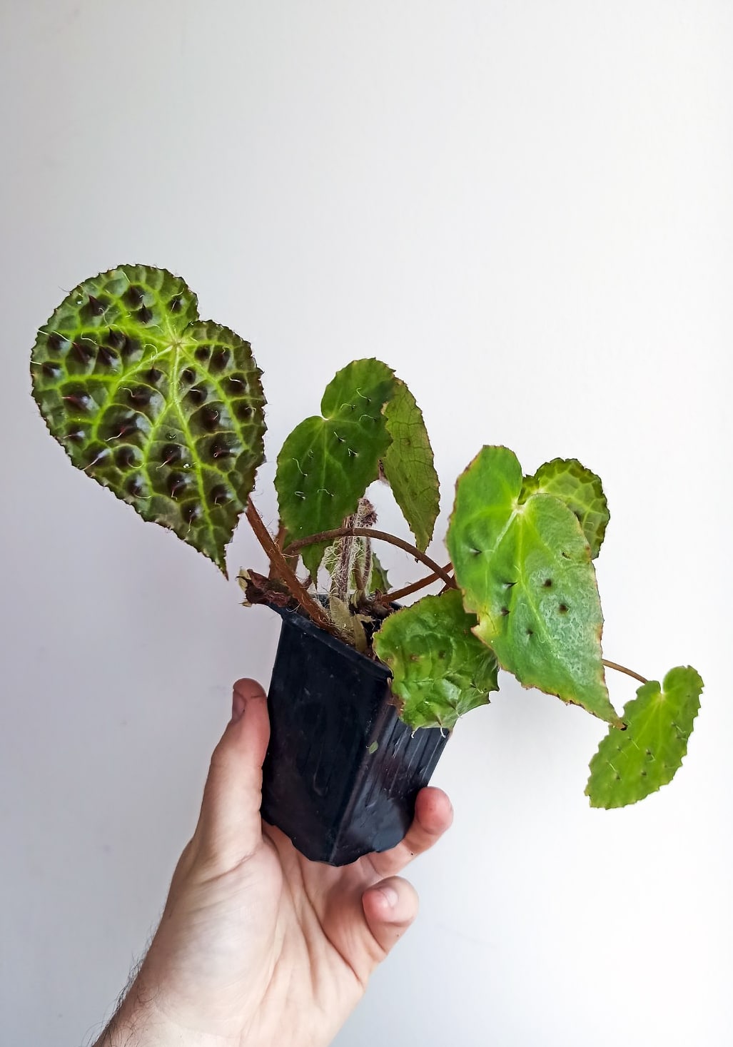 Begonia ferox - BEGONIASYMAS.COM