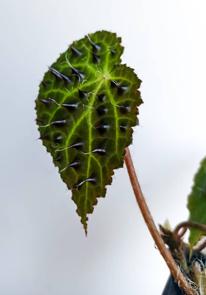Begonia ferox - BEGONIASYMAS.COM