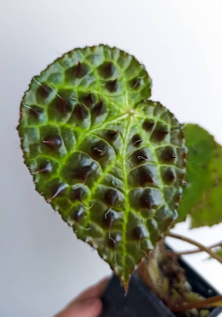 Begonia ferox - BEGONIASYMAS.COM