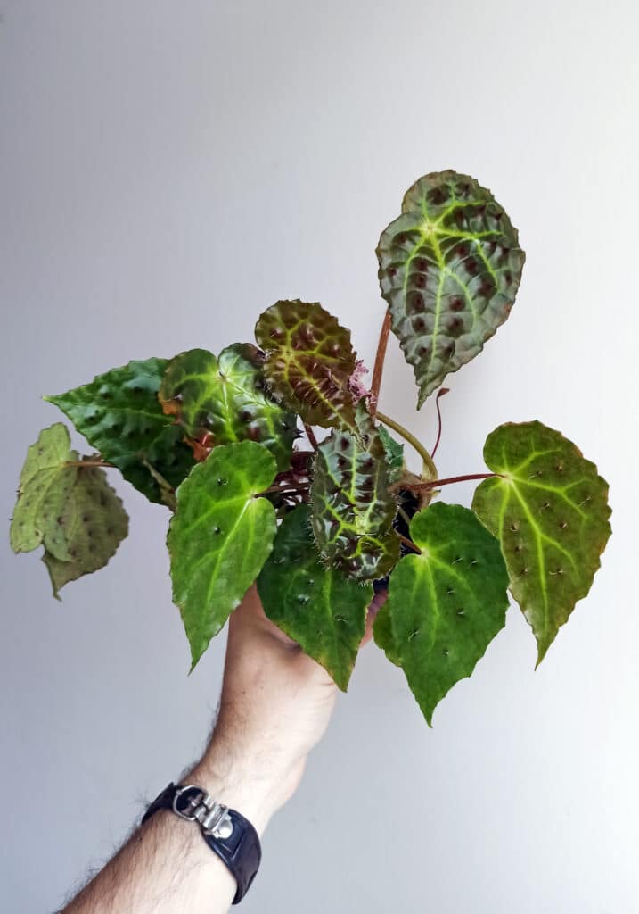 Begonia ferox - BEGONIASYMAS.COM