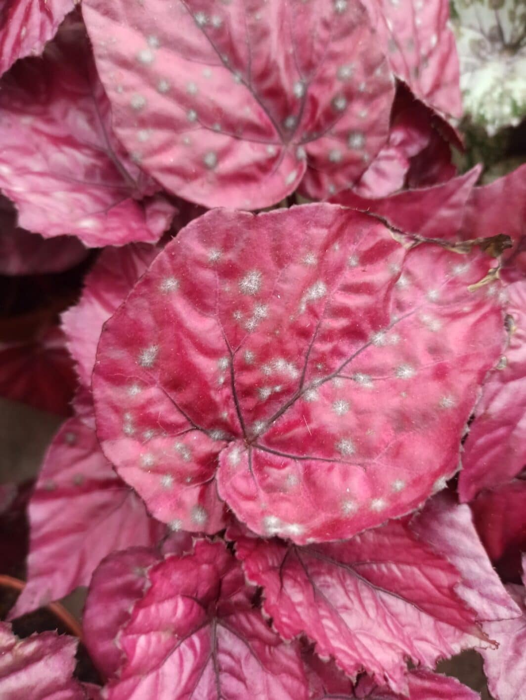 Main diseases and pests of begonias - BEGONIASYMAS.COM